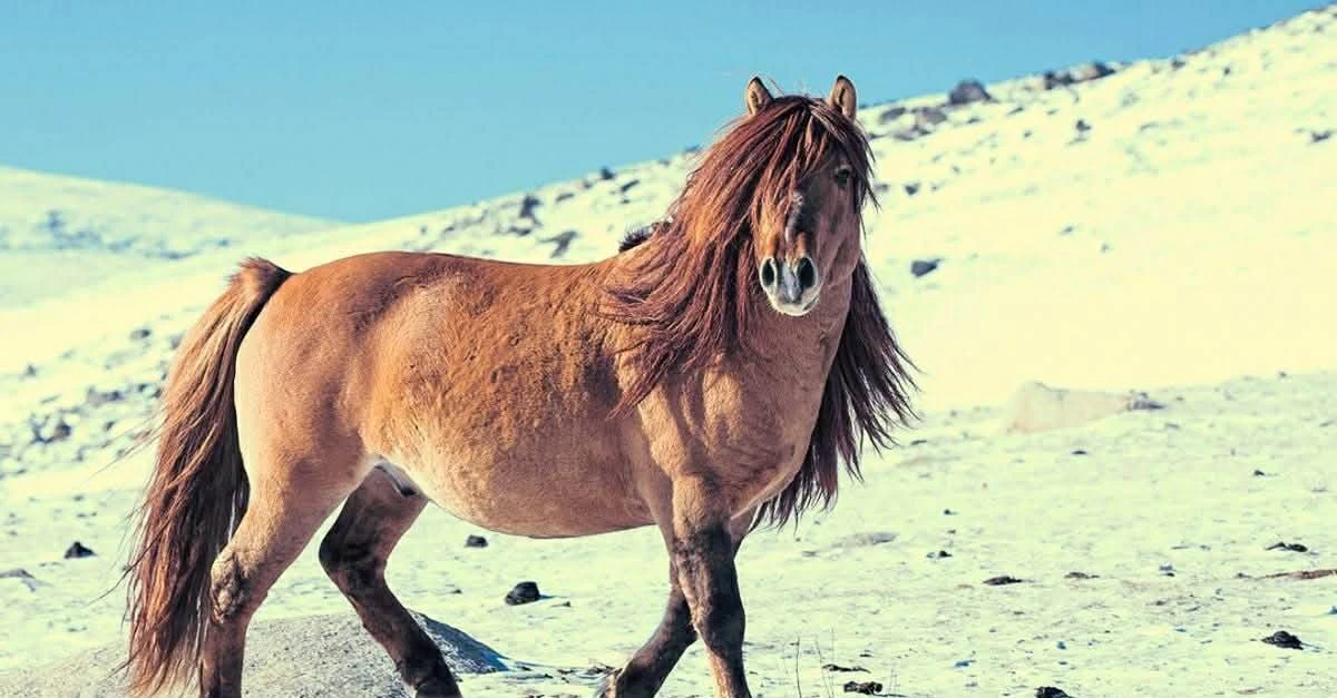 Гайхамшигт Монгол адуу | Mono.mn